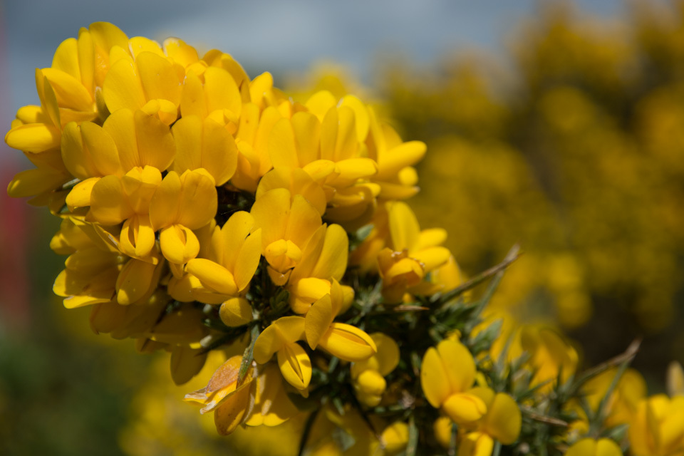 Stradbally, Beenoskee, Beenatoor, Coombane – Castlegregory.ie