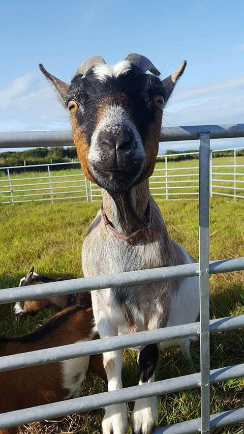 Sandy Feet Farm – Castlegregory.ie