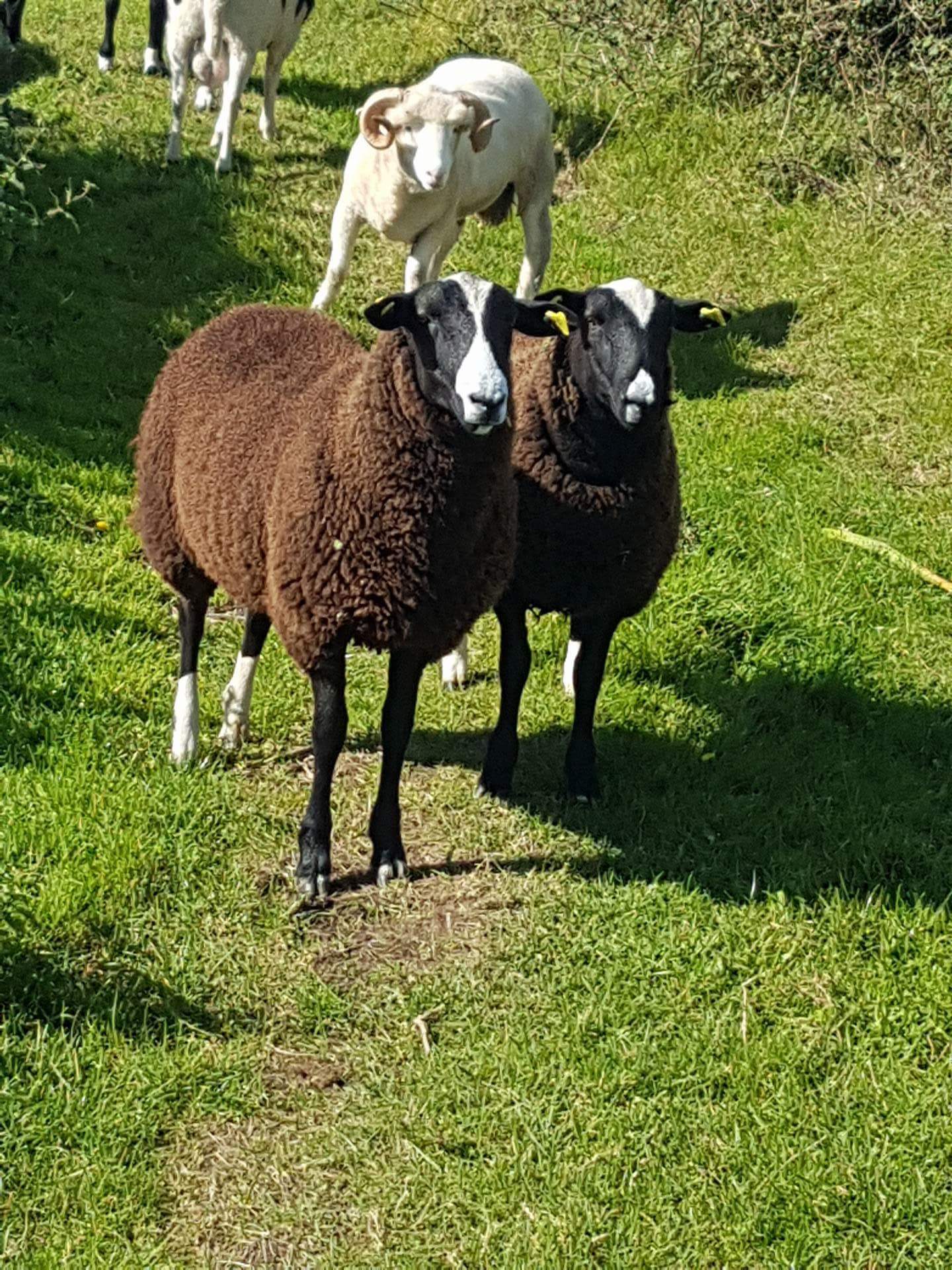 Sandy Feet Farm – Castlegregory.ie
